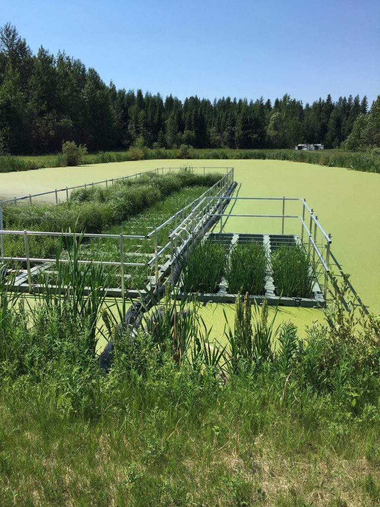 Floating Wetlands For Water Treatment: Science, Sustainable Management ...